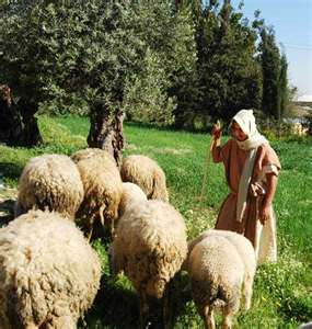 Living by HIS Life: The Sheep and The Shepherd