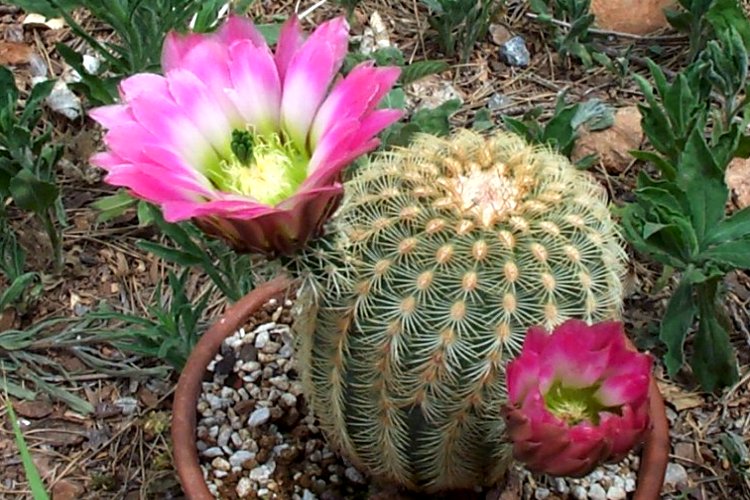 ECOMAMBO: Cactus “Cuidados y controles"