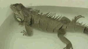 Funny animal gifs (10 gifs) | Amazing Creatures