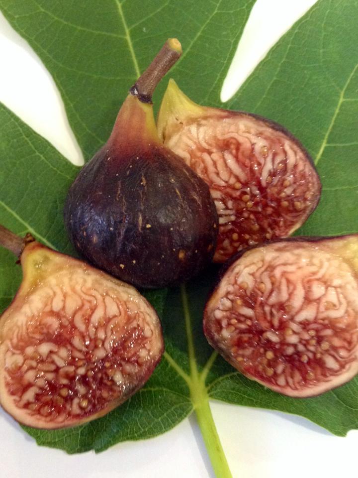 Seattle Garden & Fruit Adventures: Collecting the Rare Fig Varieties