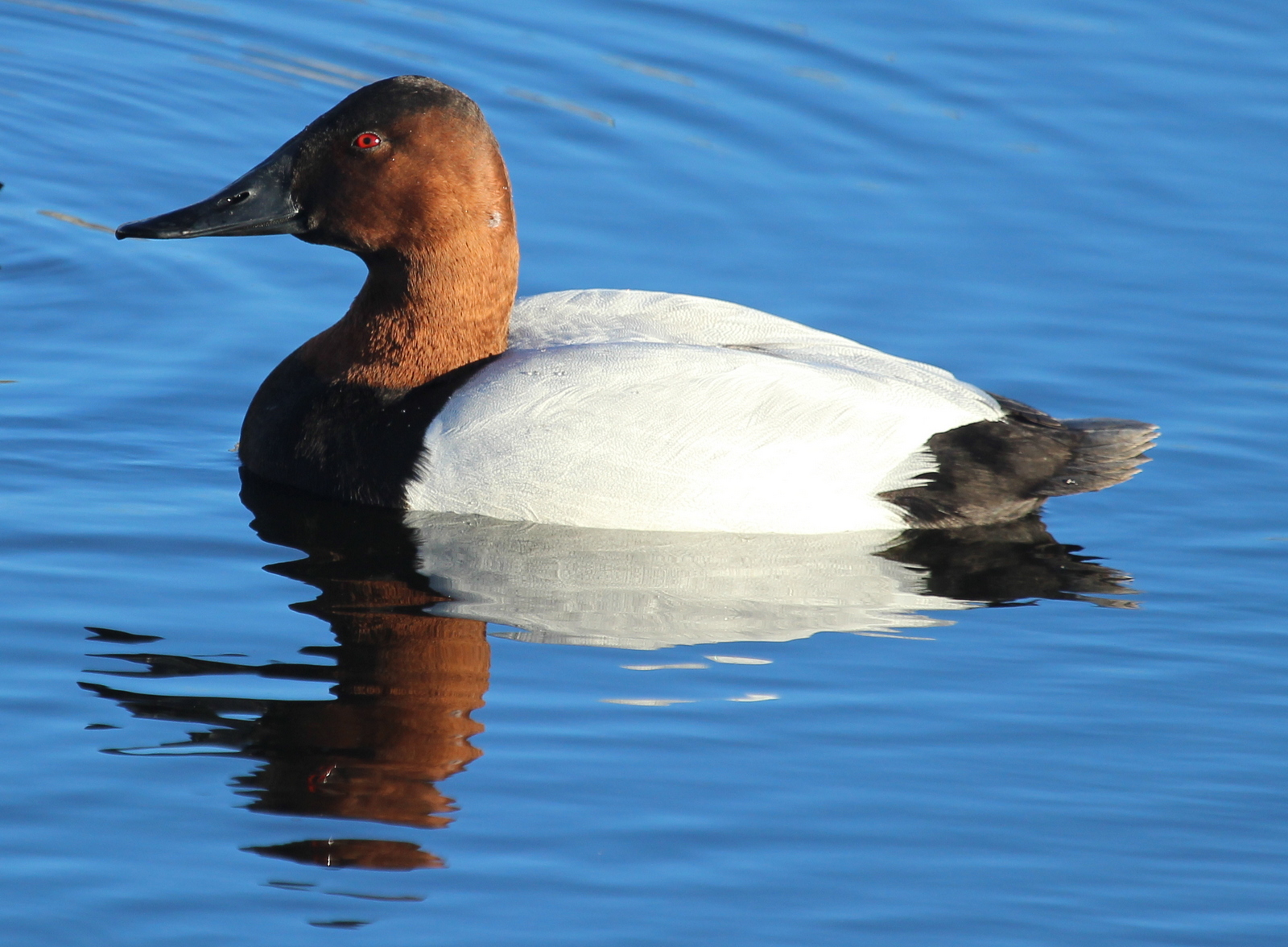 Beth's Blog: Canvasback and Friends -- the Last of the Canvasback