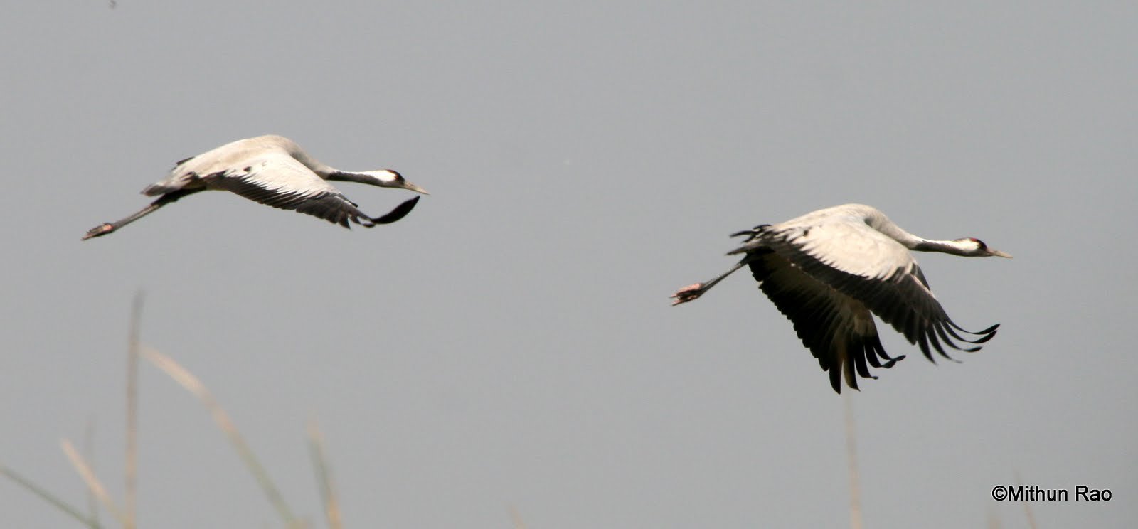 Mithun: Bird Photography