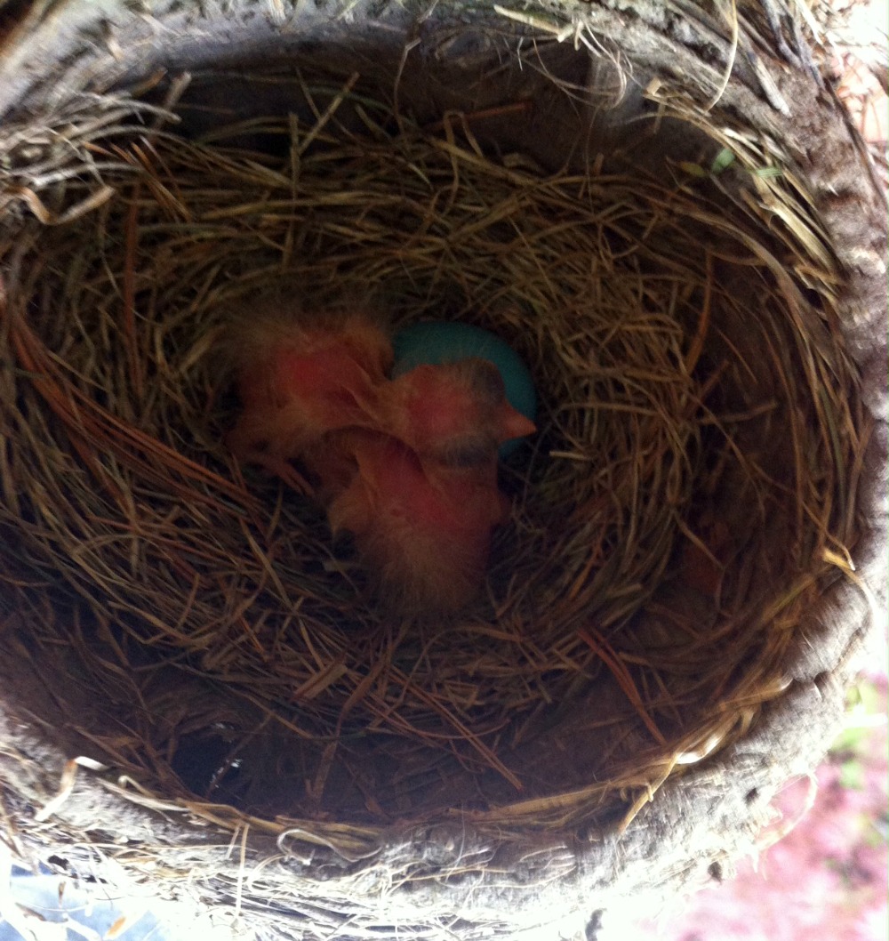The Robin Revue: Watching Our Baby Robins Hatch
