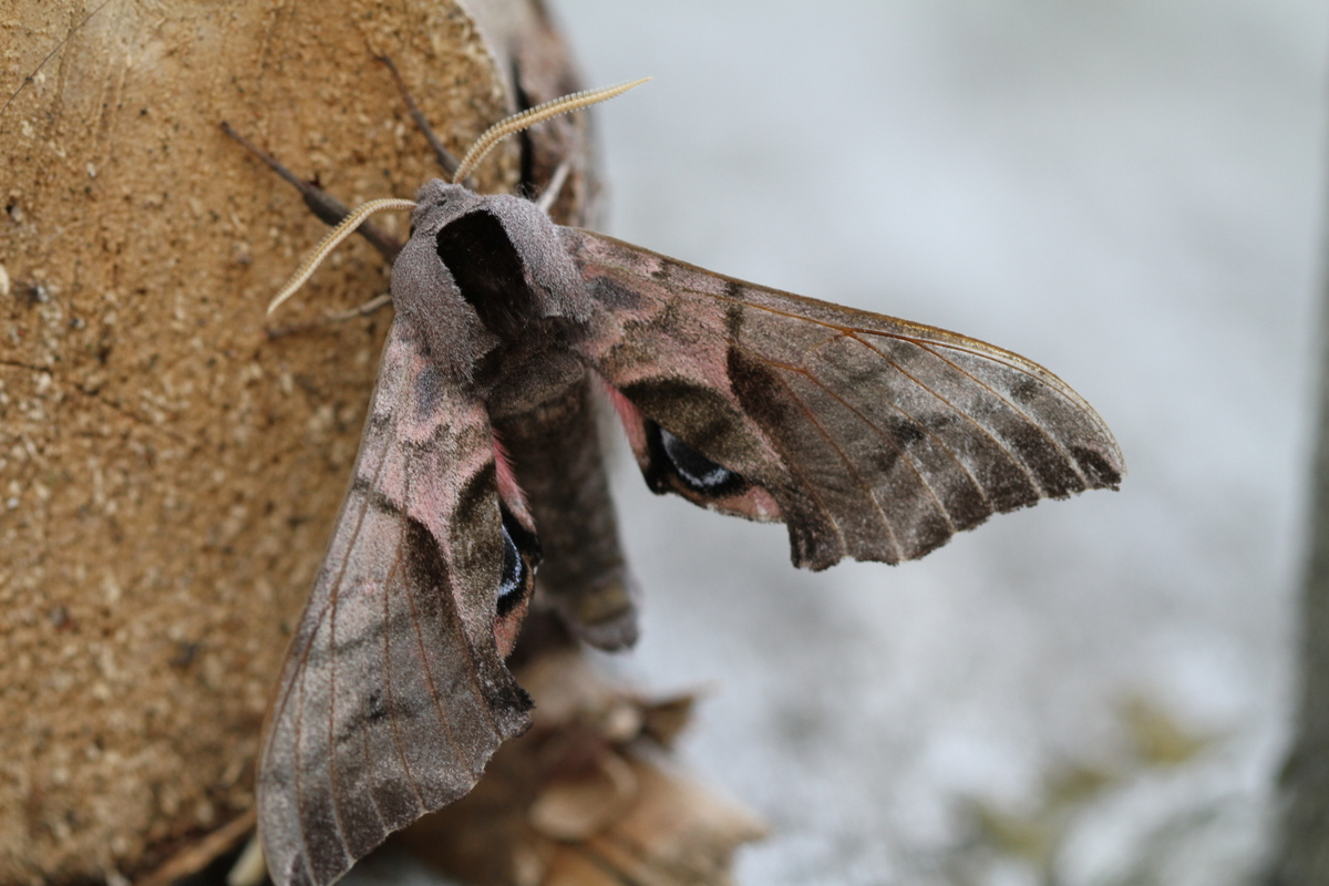 Marshland Meanderings: Hawk-moths galore!