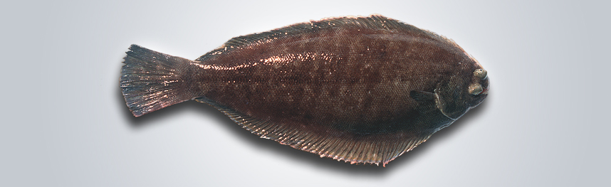 ANIMAIS DA RIA FORMOSA: Peixes 1