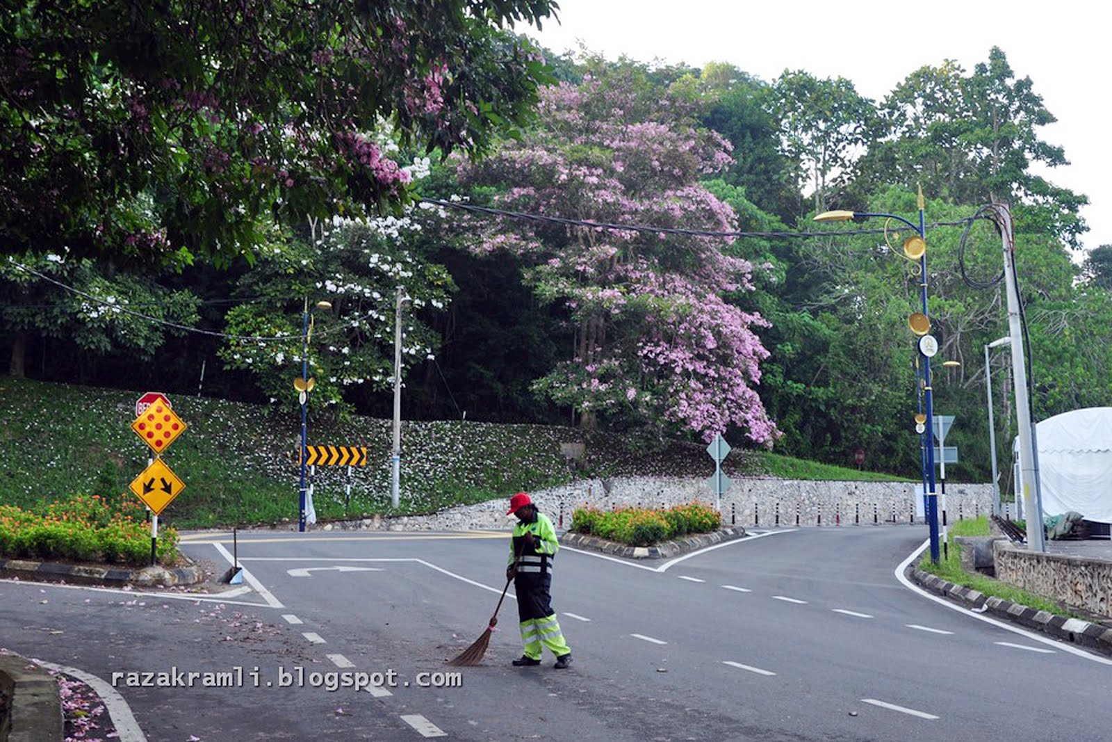 Fotografi merakam sejarah: Pokok Bunga Bongor sedang berbunga.
