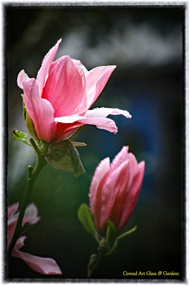 Conrad Art Glass & Gardens: #2 of "The 2017 garden year in review ...