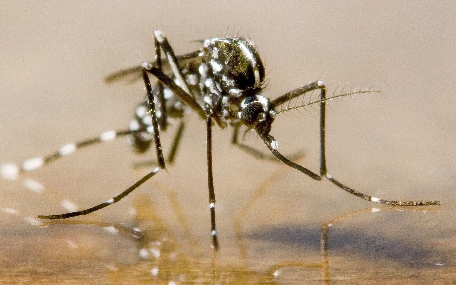 Foto Aziatische tijgermug