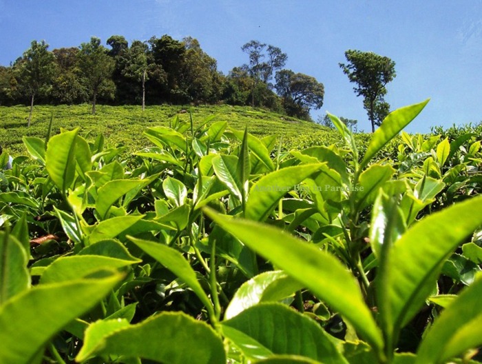 Travel Bangladesh: tea garden of sylhet