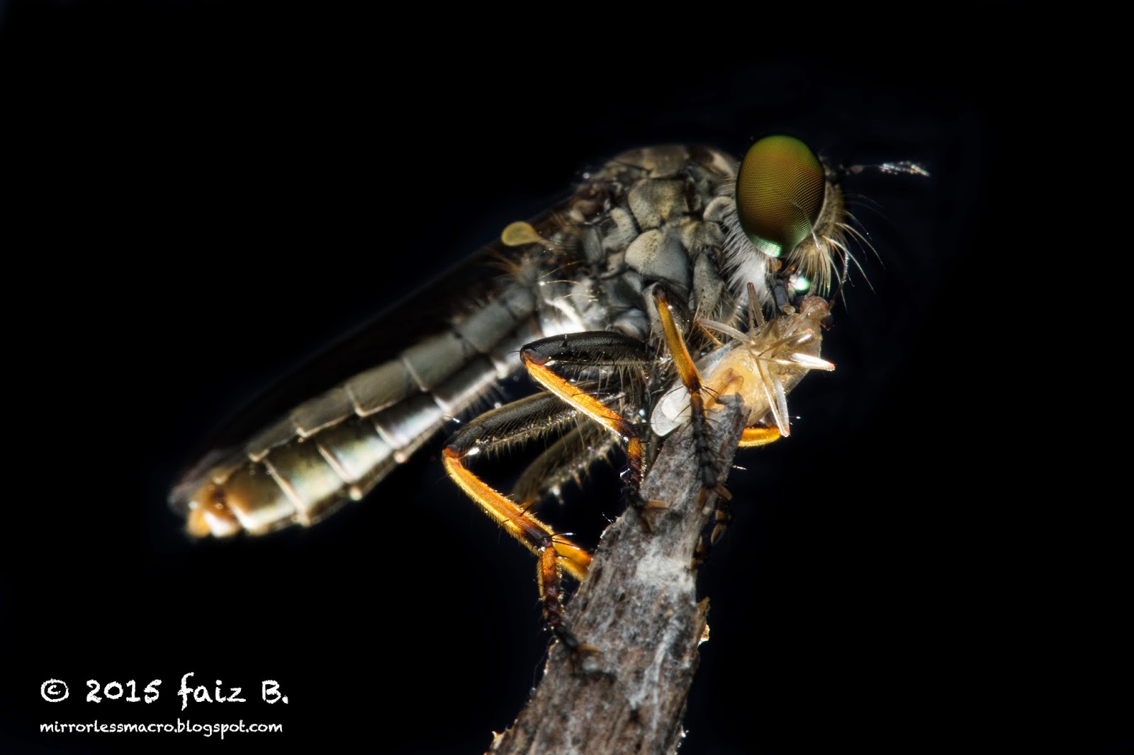 Mirrorless Macro Photography: Backlighting Macro - All you need to know.