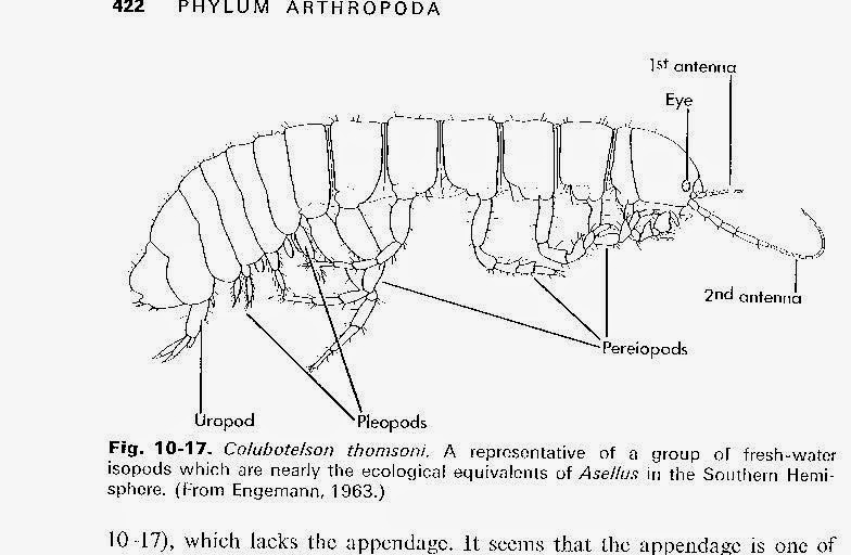 Evolution Insights: EVOLUTION: THE TASMANIAN ISOPOD
