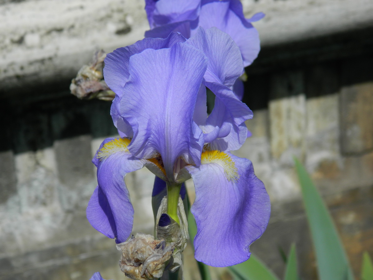 LA MULTI ANI, ROMANIA!: Stanjenei mov deschis
