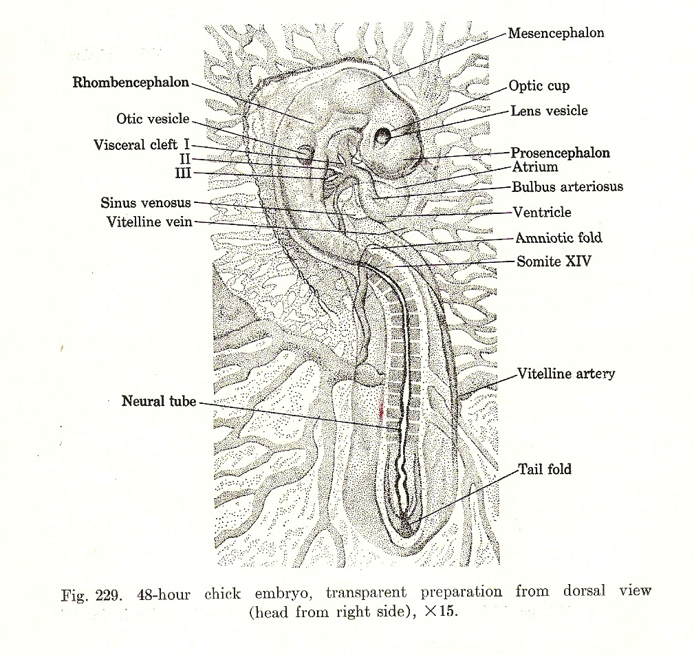PEMBENTUKAN ORGAN TUBUH (ORGANOGENESIS) ~ Embryology of Aves