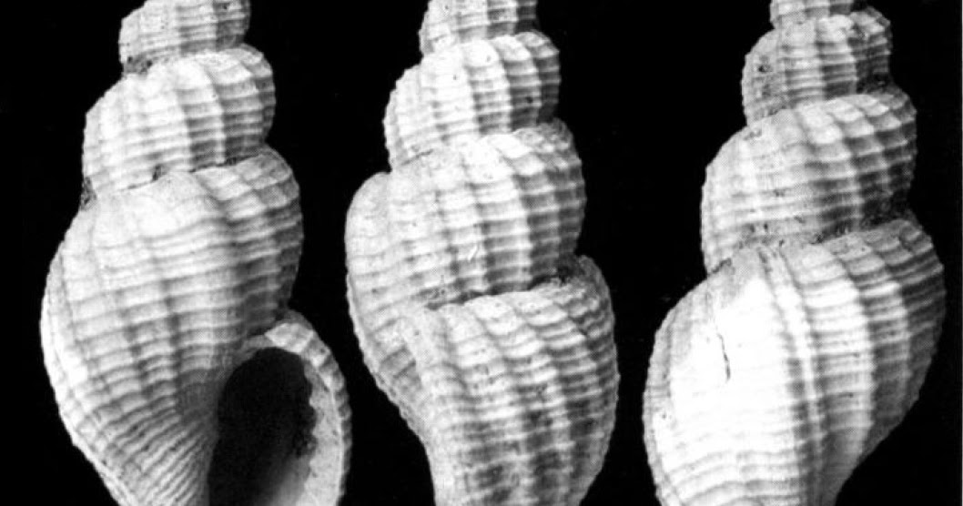 Catalogue of Organisms: Narona decaptyx: A Fossil Vampire