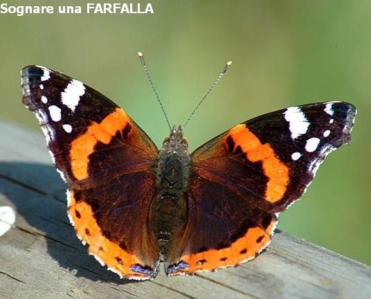 Sognare una FARFALLA