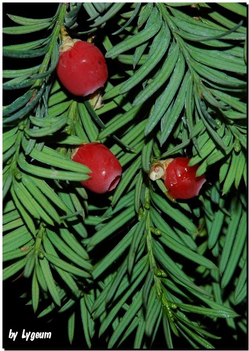 Mitología Asturiana: EL TEJO