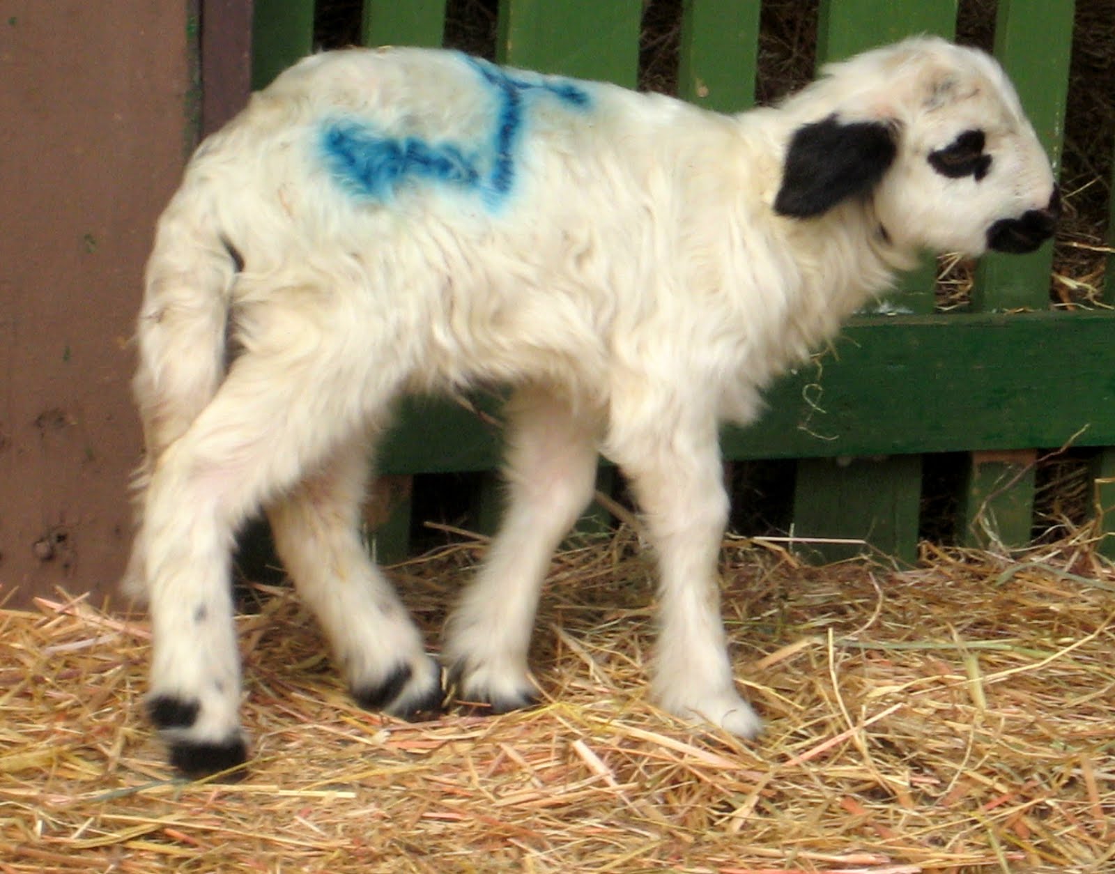 Imagenes de ovejas bebés - Imagui