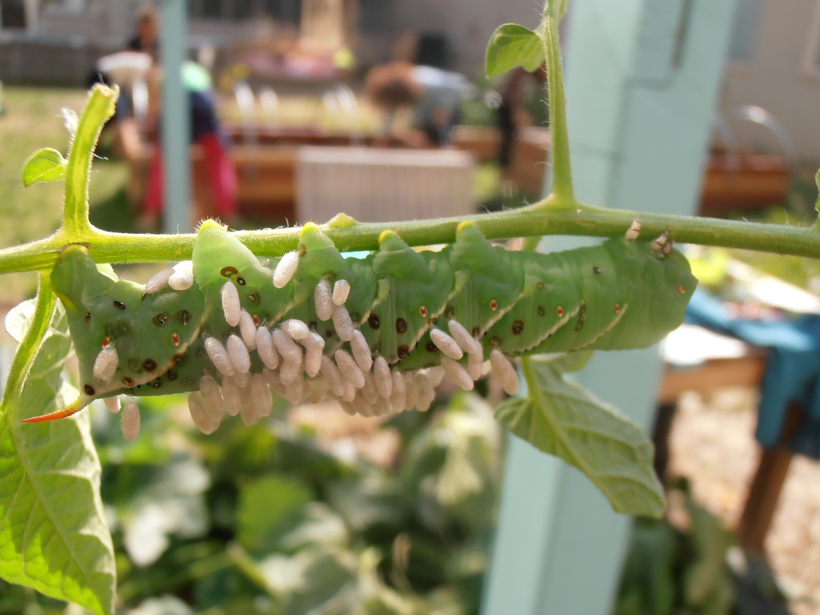 The Insect World: Manduca quinquemaculata: The Tomato Hornworm