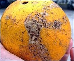 Hama Yang Sering Menyerang Buah Jeruk