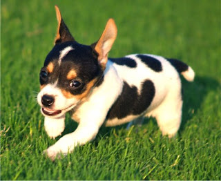 Rat Terrier Dog Profiles and Puppies Pictures ~ Blog of Dogs Breeds ...