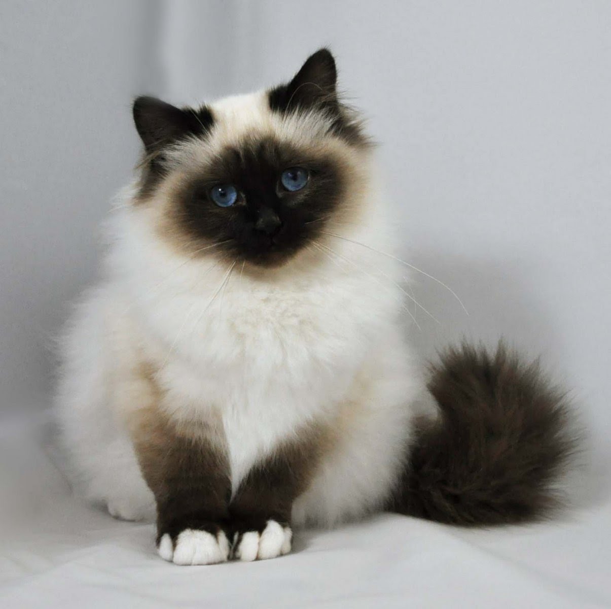 Mundo De Los Animales: Usted no sabía: EL MUNDO DEL GATO BALINÉS