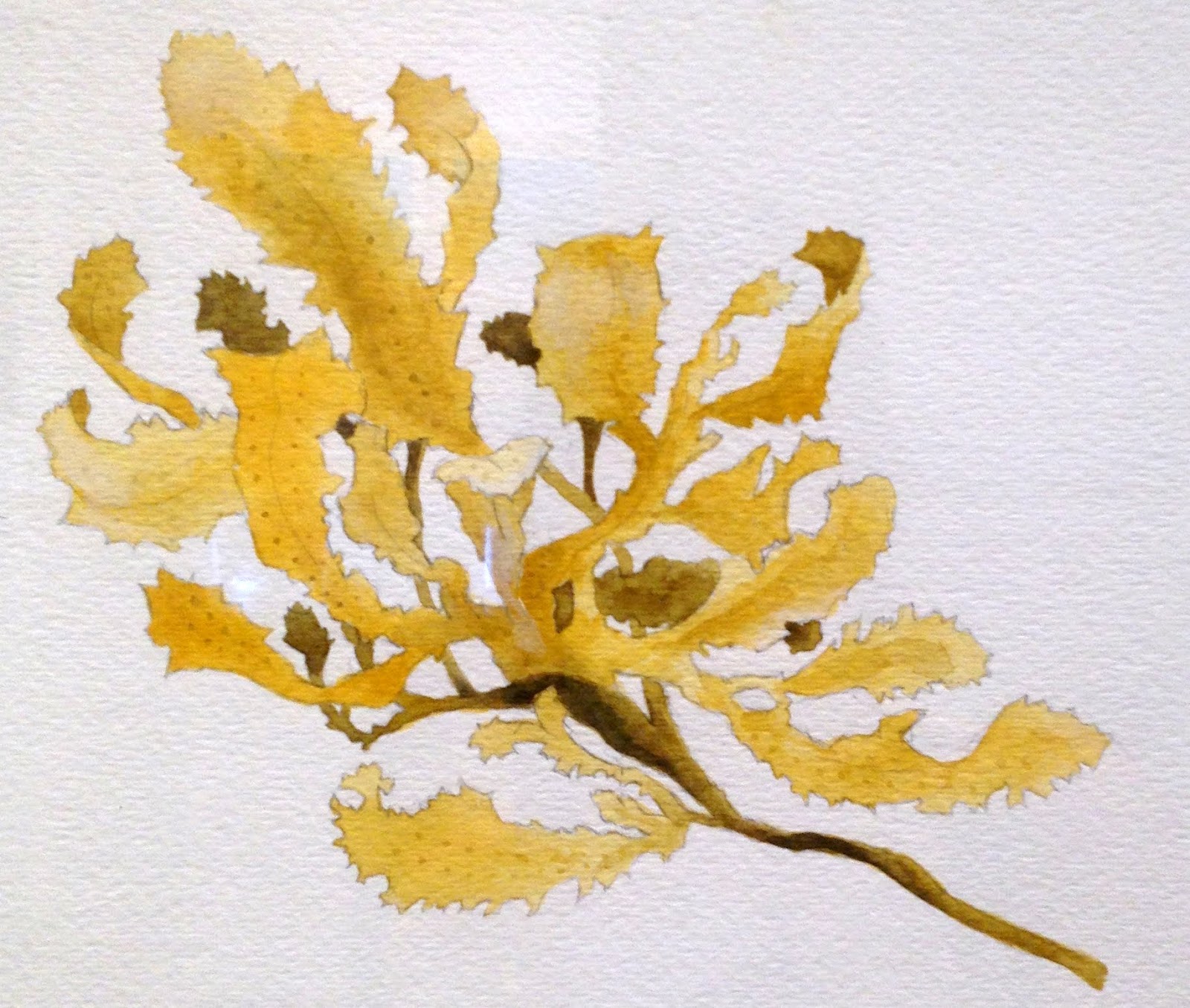 Maui Jungalow: November 2015 Maui Events At A Glance