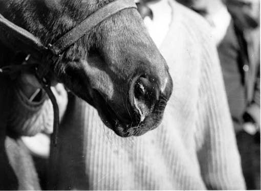 Hablando de Veterinaria...: EL COCO DE LOS POTROS (Rhodococcus Equi)