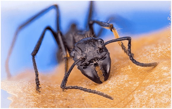 Tradisi Biarkan Tangan Digigit Semut Bagi Menentukan Akil Baligh ...