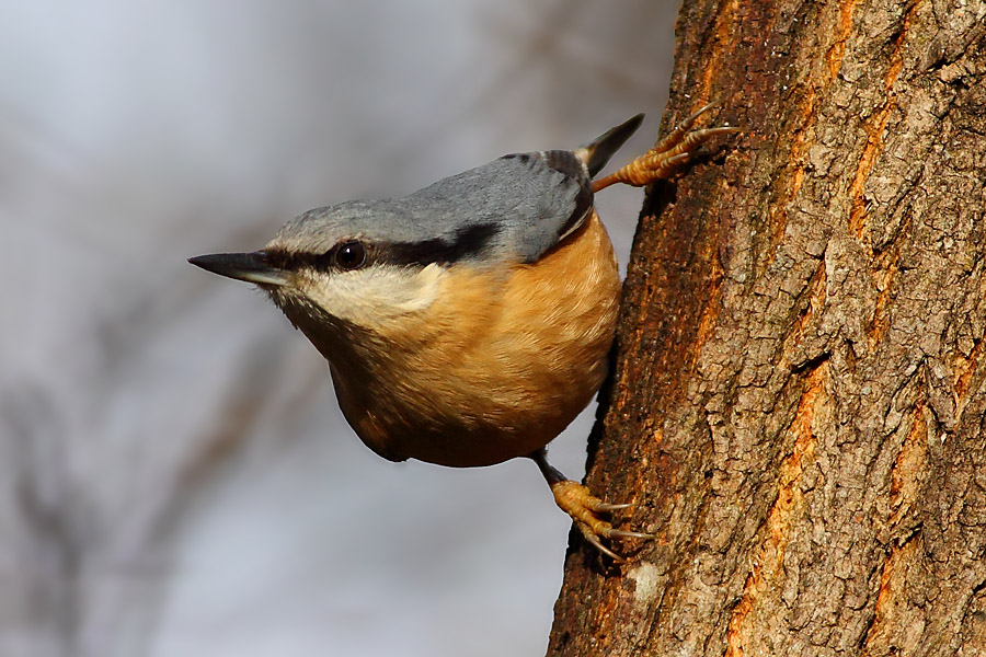 FREE BIRDS/ svobodne ptice: marec 2012