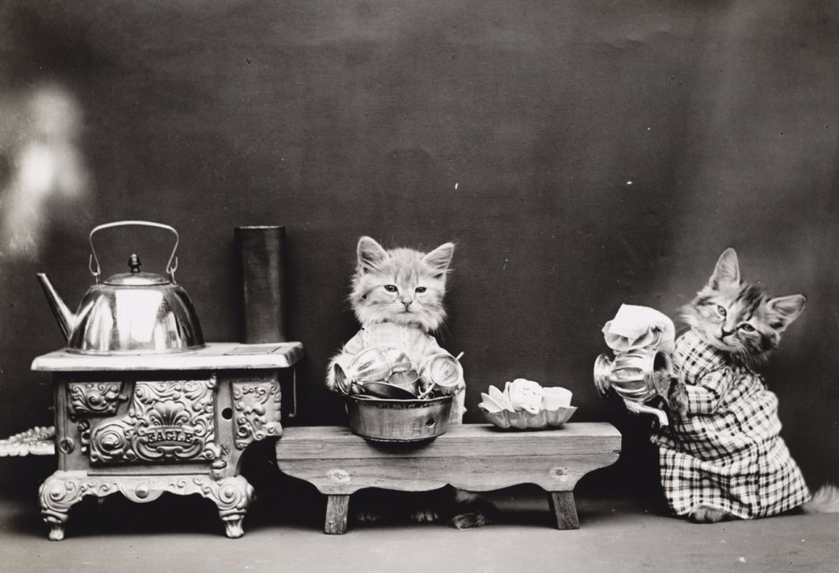 Vintage LOLcats: Adorable Old-Timey Photos of Cats Dressed As People ...
