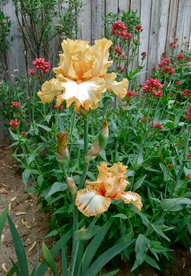 World of Irises: "Talking Irises" TALL BEARDED IRISES--WHAT IS A "SHOW ...