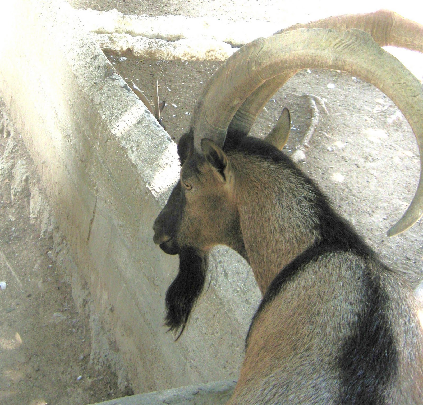 CUT and DRY : Animals in Captivity