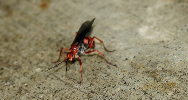 MObugs: Rust-Colored Spider Wasp