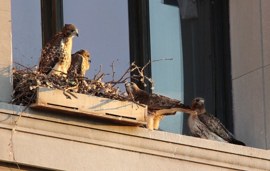 Hawkwatch at the Franklin Institute: #1 fledges, #2 fledges, and ...