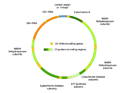 Evolusi Molekuler ~ Scientists Biology