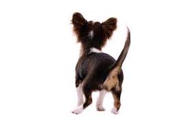 lA COLITA DE NUESTRO PELUDO ~ CUIDADO DE MASCOTAS: COMIDA, TIPS Y ...