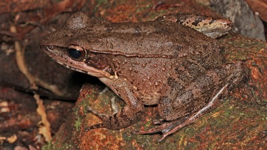 BunyipCo: April 2011