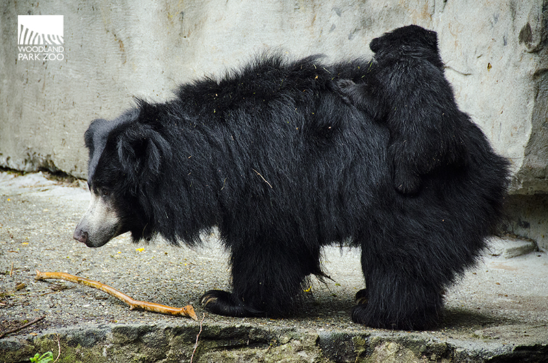 A special winter gift: sloth bear is born