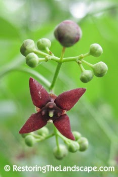 Restoring The Landscape With Native Plants: Native Plant of the Week ...