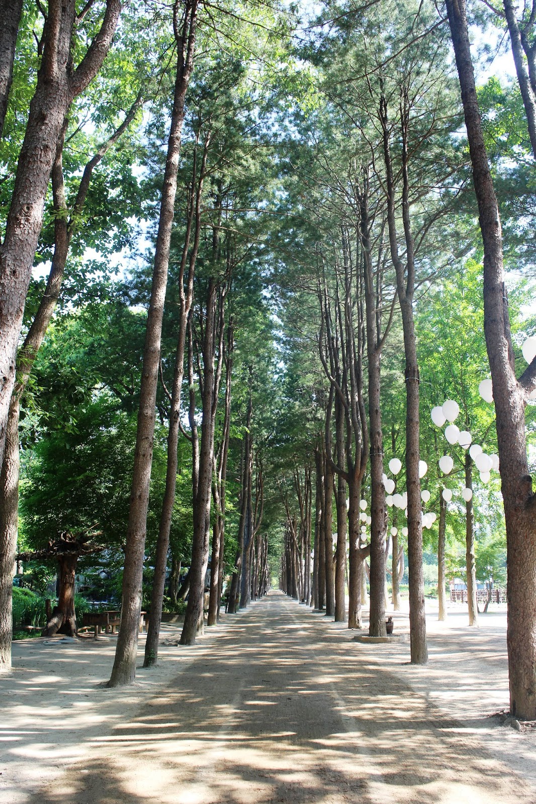 Juan Trip At A Time: Beyond Seoul: Exploring Nami Island