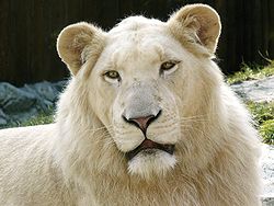 All Albino Animals: Albino African Lion | White African Lion.