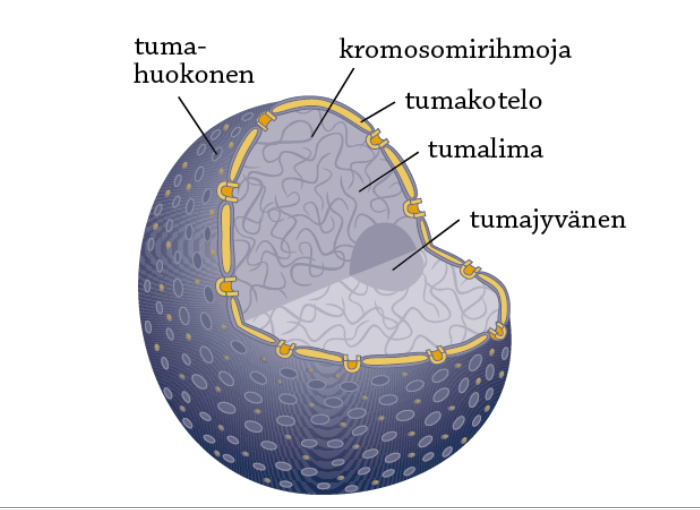 Biologia- solu ja perinnöllisyys