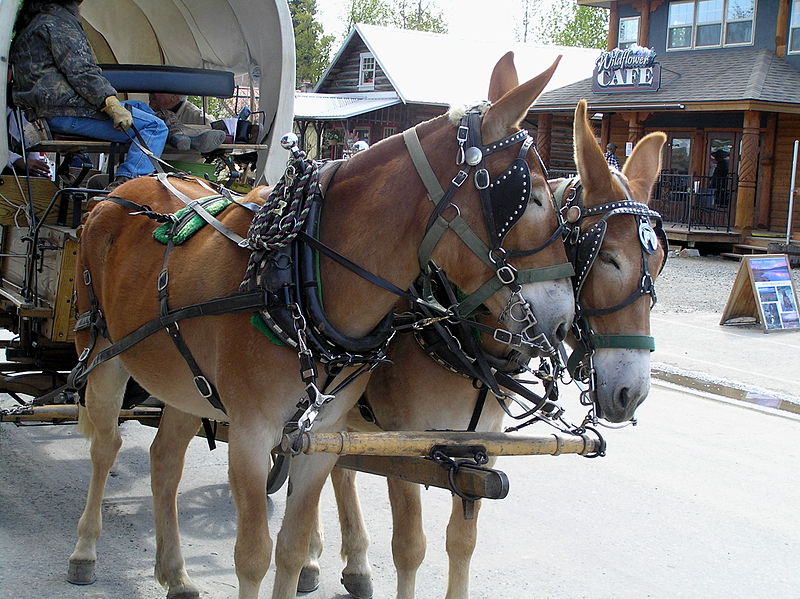 Cowboy Kisses: HORSE HARNESS by Zina Abbott