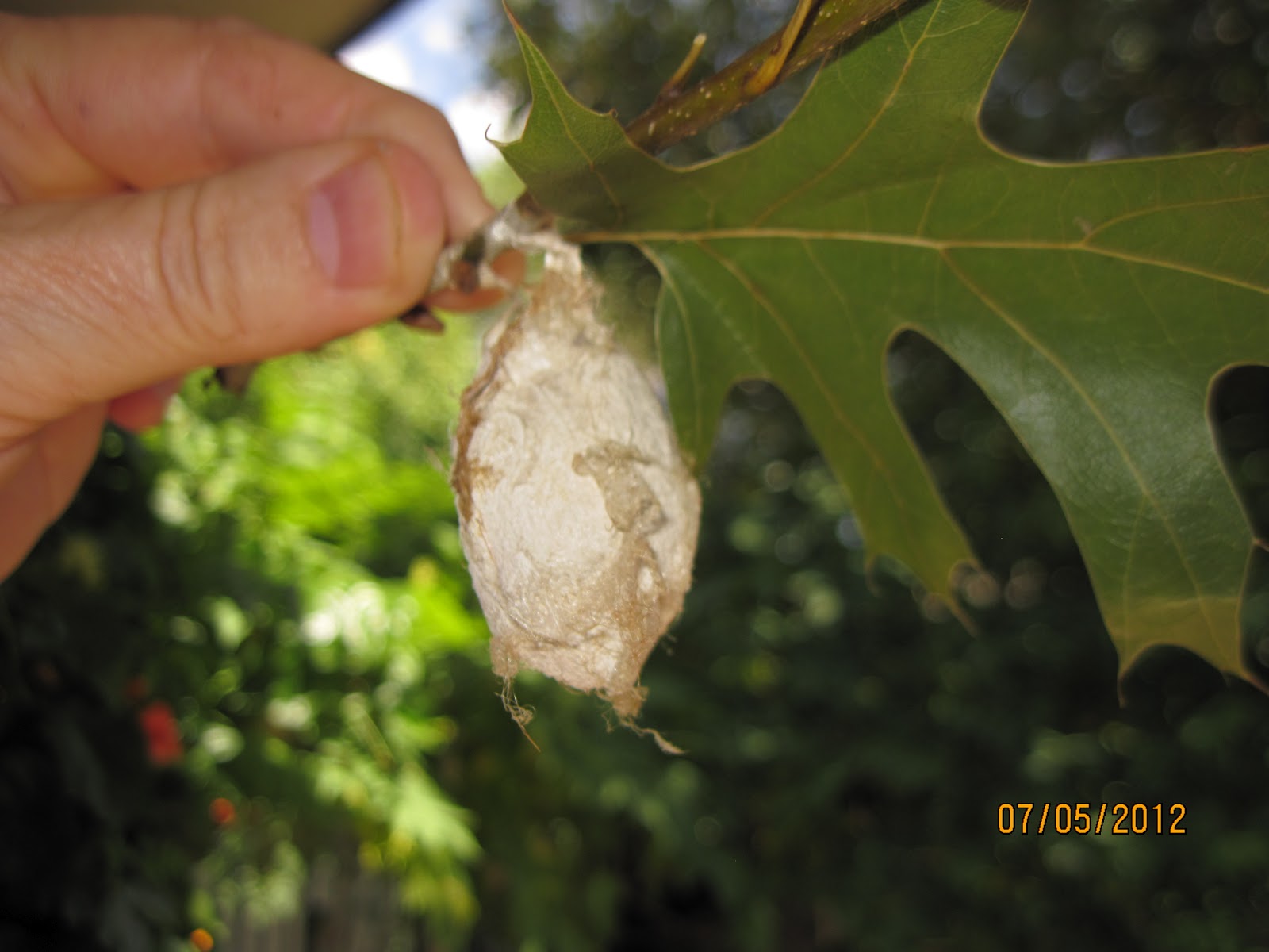 Mother Earth: BIG WHITE SILK COCOON...