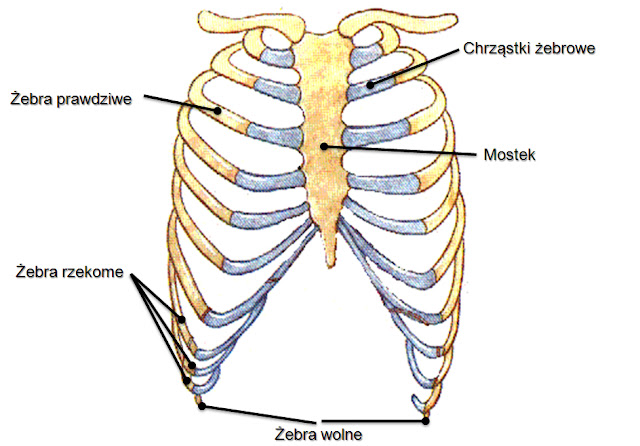 Adenozynotrifosforan?: Układ ruchu [1/2]