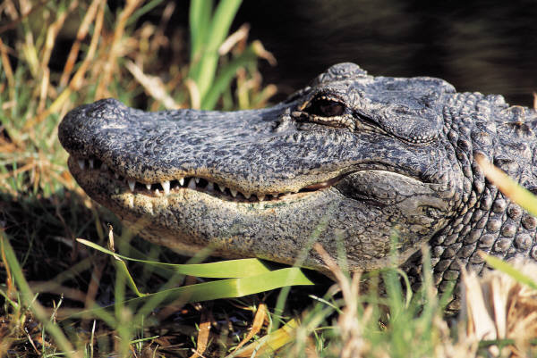 Gator Bites | Oz the Terrier - Lifestyle Dog Blog