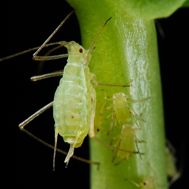 W & W Nursery & Landscaping: Common Pests of Indoor Plants