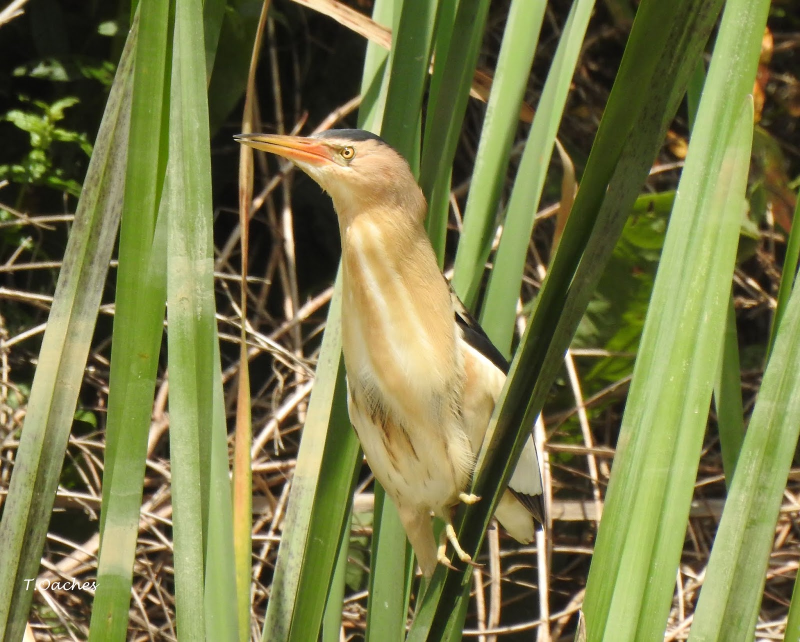 PASARI DIN ROMANIA: starc pitic