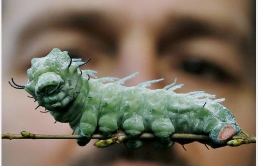 Serius : Ulat Beluncas Terbesar Di Dunia Ditemui Di Switzerland (5 ...