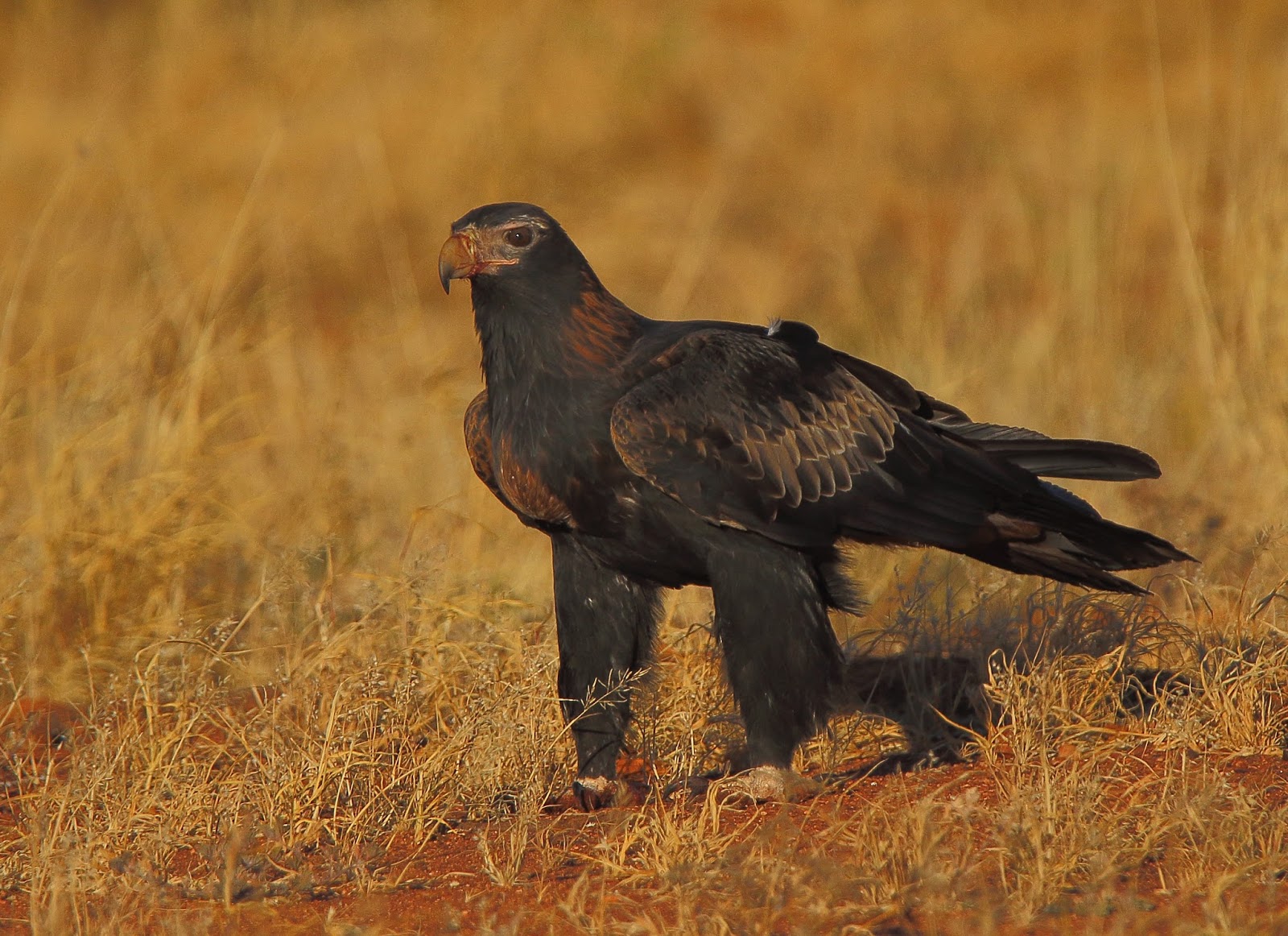 Richard Waring's Birds of Australia: Wedge-tailed Eagles along the ...